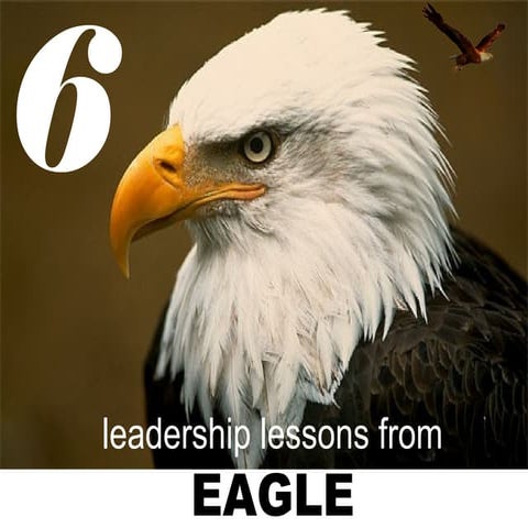 Leadership lesson from eagles | PPT