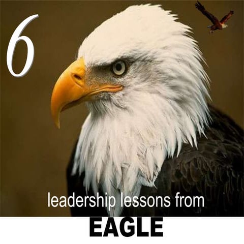 leadership lesson from eagles.ppt