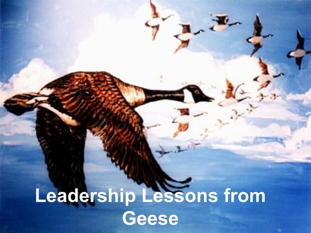 Leadership 101… Story of the Geese – Why geese fly in a V formation?