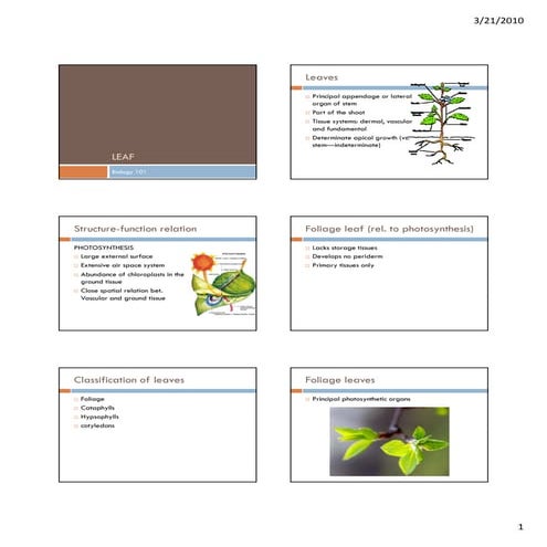 Exercise 15 leaf anatomy | PPTX