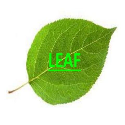 Leaf | PPTX