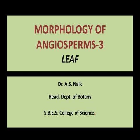 Leaf | PPT