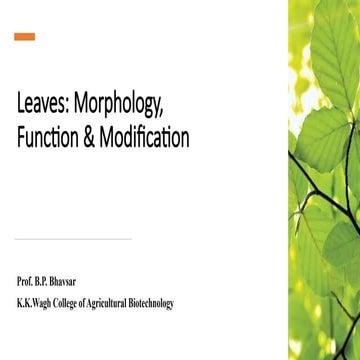 Anatomy of a dicot leaf | PPTX