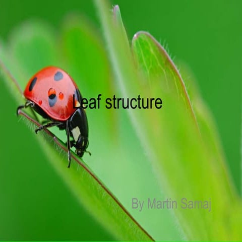 Leaf structure- | PPT