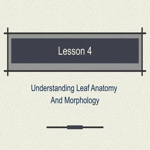 Anatomy of a dicot leaf | PPTX