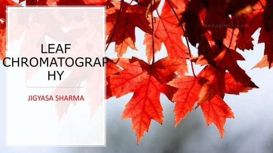 Paper chromatography of spinach leaf | PDF