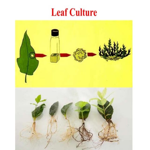Leaf culture | PPTX