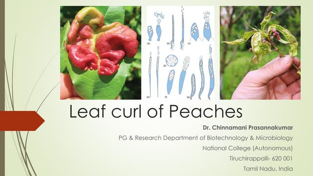 Diseases of Peach.pdf