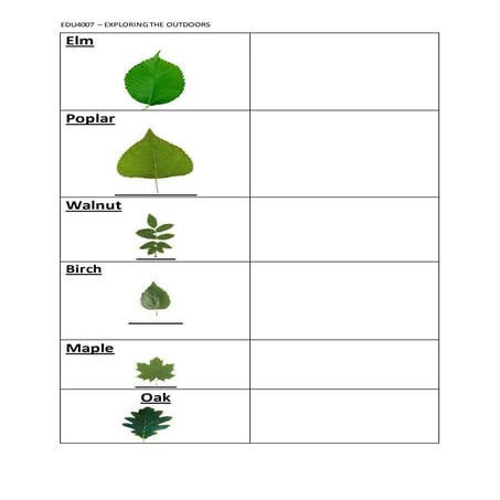 Leaf Identification | DOCX