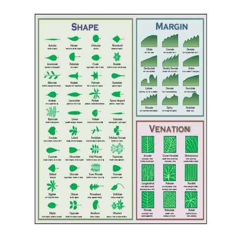 Leaf Impressions and Expressions | PPT