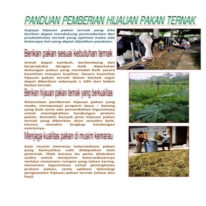 Leaflet panduan pemberian hijauan pakan ternak | PDF