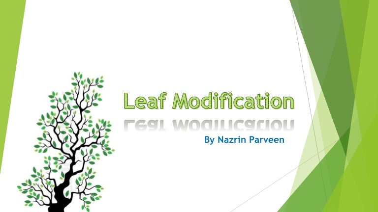 leaf-modification