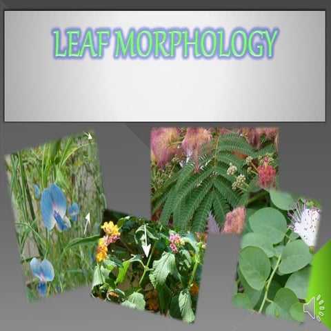 Leaf morphology | PPTX