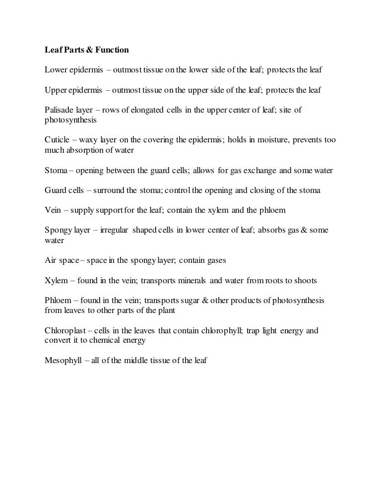 Leaf Parts And Functions Leaf Parts And Functions