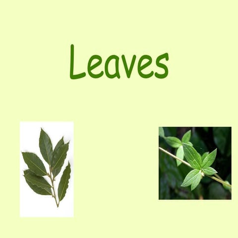2018 Leaf Parts And Vocabulary | PPT