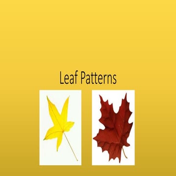 Leaf patterns | PPT