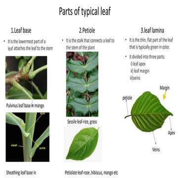 MORPHOLOGY OF LEAF pdf.pdf | Gardening | Home & Garden