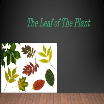 Leaf - Introduction,Structure of A Leaf | PPTX