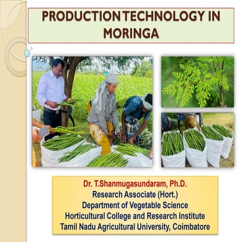 Hi tech Production technology in Moringa | PDF