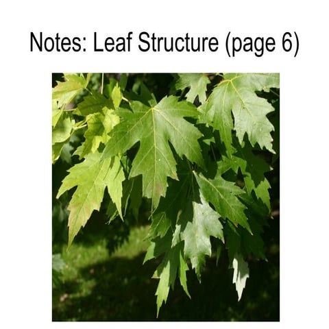 Leaf structure | PPT