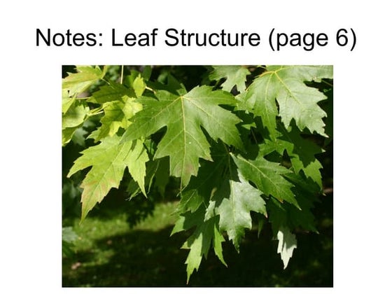 Leaf structure | PPTX