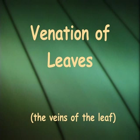 2019 Leaf Veins And Bases | PPT