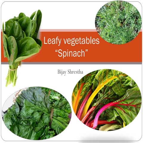 Leafy vegetables- Spinach | PDF