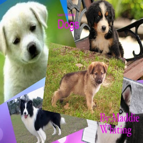 Learn all about dogs by Maddie | PDF