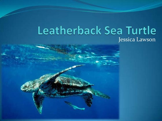 Leatherback turtles | PPT