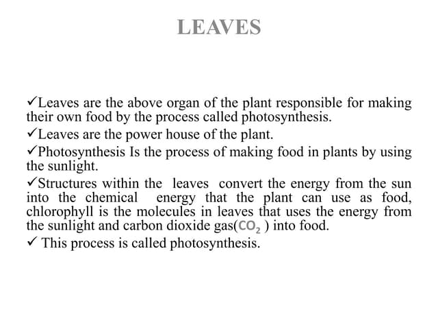 Nodal anatomy, Leaf development & Phyllotaxy | PPTX