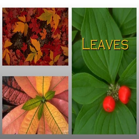 Leaves | PPT | Gardening | Home & Garden