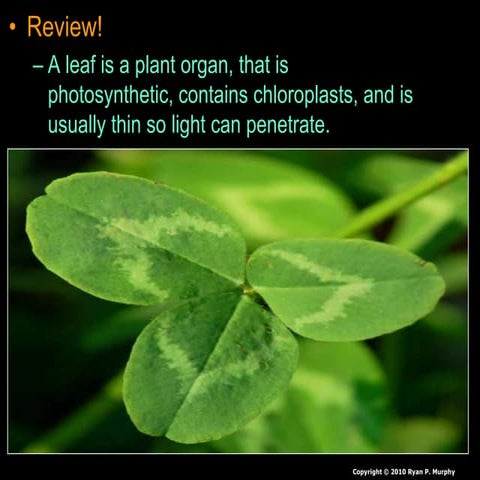Leaves and Leaf Processes, Photosynthesis Biology Lesson PowerPoint | PPTX