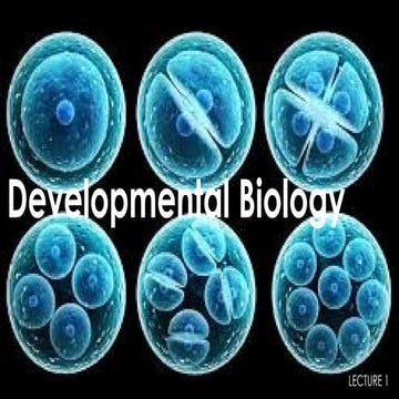 Developmental Specification & Differentiation | PDF