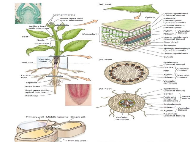 Cell biology of Lignification in plants | PPTX