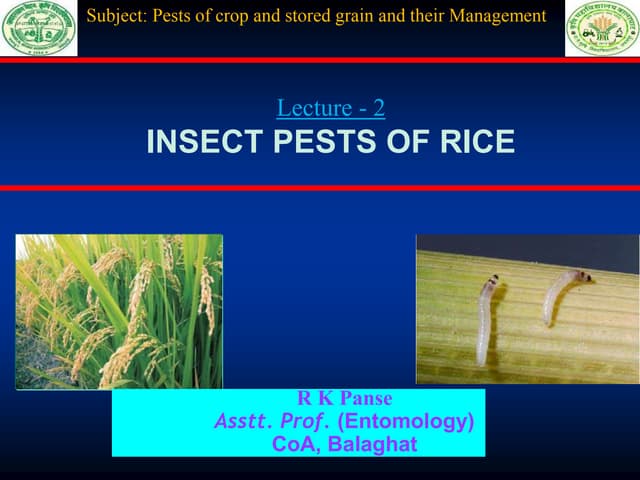 Insect pest of rice | PPTX