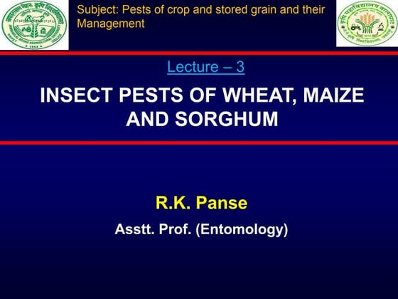 Insect pest of urd, moong and gram and their management | PPT