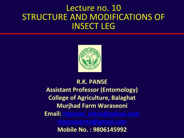 Insect Leg: Structure and Modifications | PPTX
