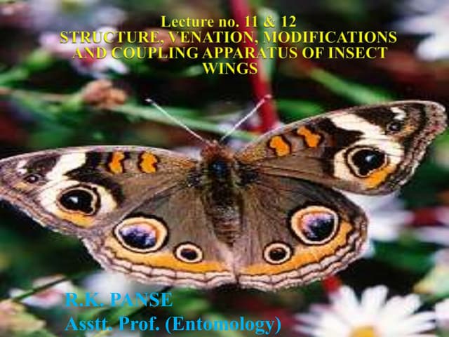WING VENATION IN INSECTS | PPTX