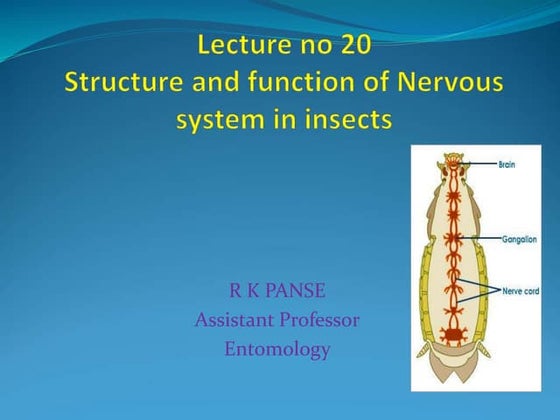 Insects Nervous System [Entomology], Bsc (Hons.) Agriculture | PDF ...