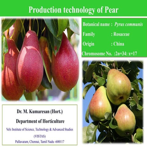 Production technology of Pear (Pyrus communis) | PDF