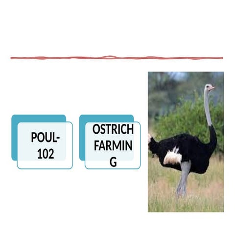 Small and Large scale Ostrich Farming.pptx