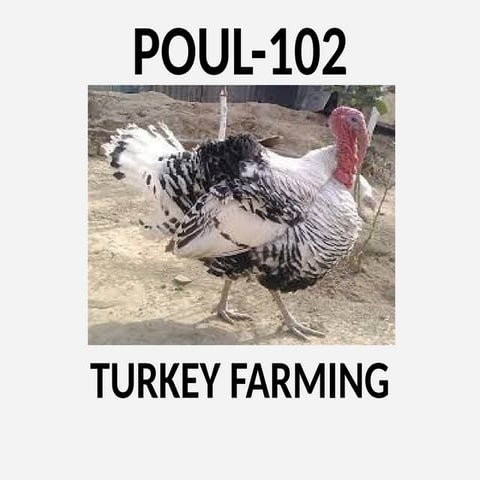 Small and Large scale Turkey Farming.pptx