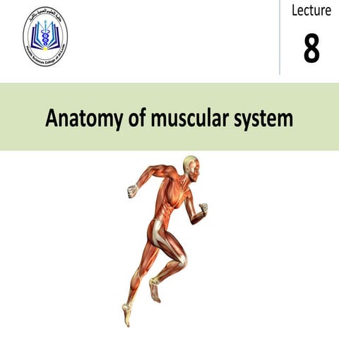 lec08_musc (1). class presentation notes | PDF