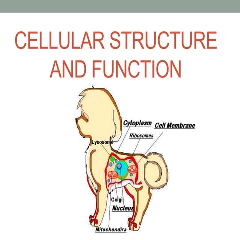 Introduction to the Animal Cell presentation | PPT