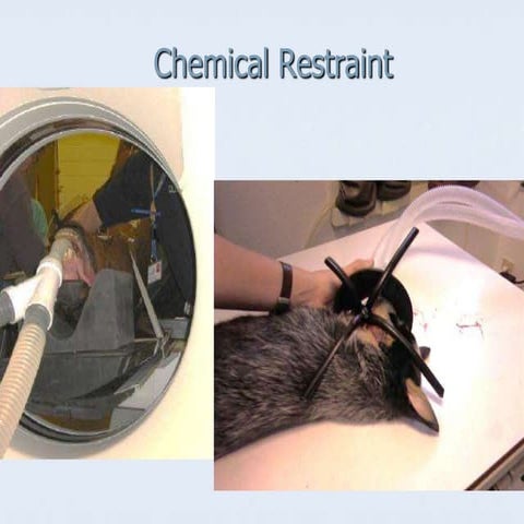Lec 10 Chemical Restraint | PPT
