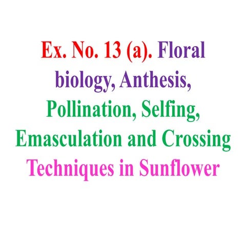 sunflower floral biology and breeding methods | PPTX