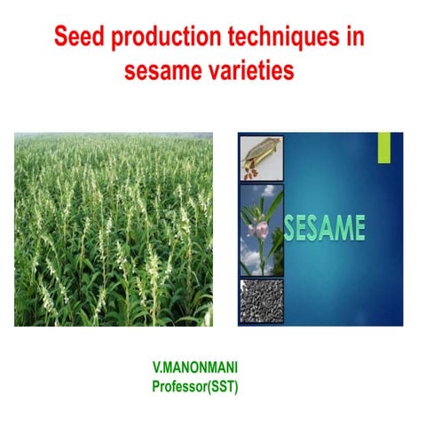 Lec 14.SST 201 Sesame seed production.pptx