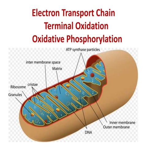 Electron transport chain terminal oxidation oxidation phosphorylation ...