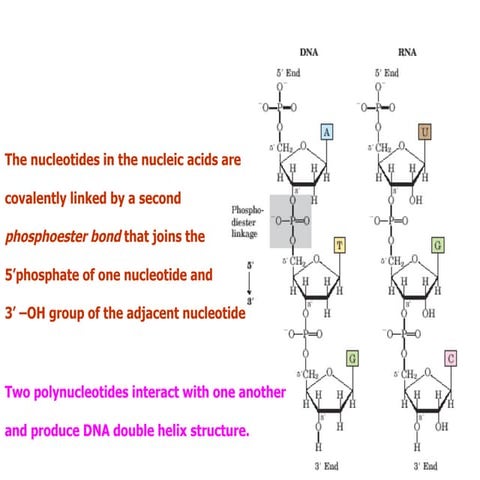 nucleic acids | PPT