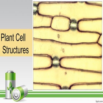 Lec2 plantcellstructures-140619084656-phpapp02 | PDF